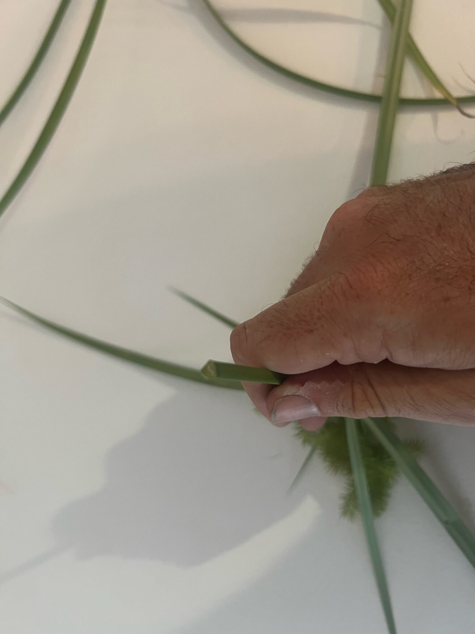 What does Nutsedge look like? - Advance Lawn Care