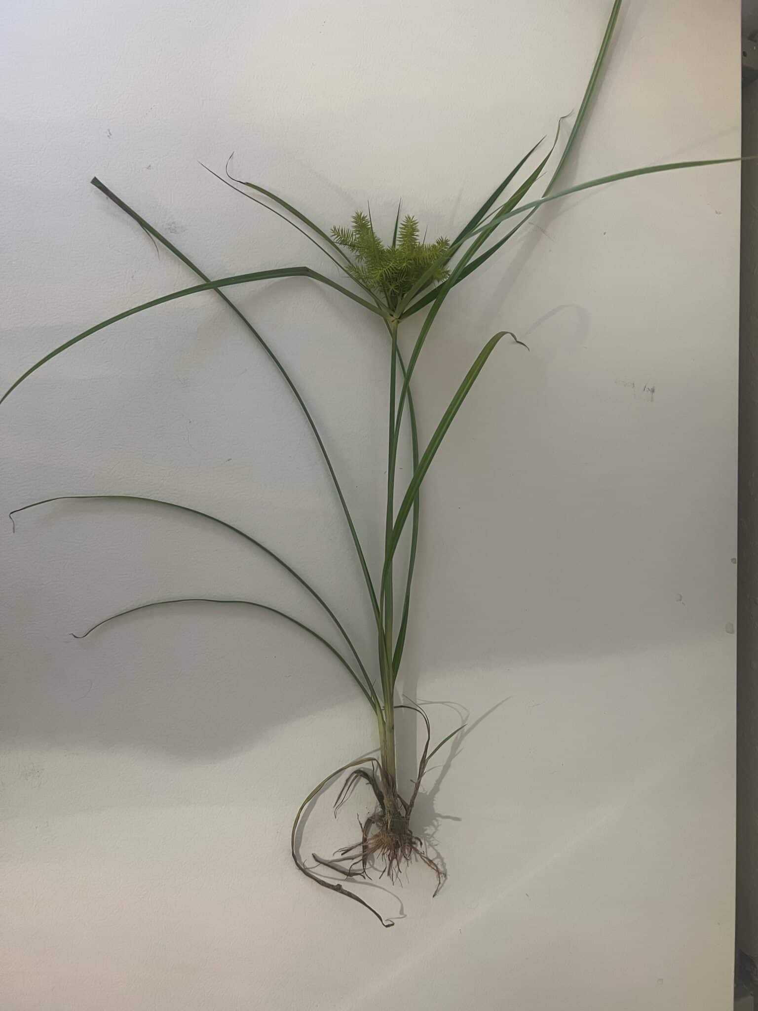 What does Nutsedge look like? - Advance Lawn Care