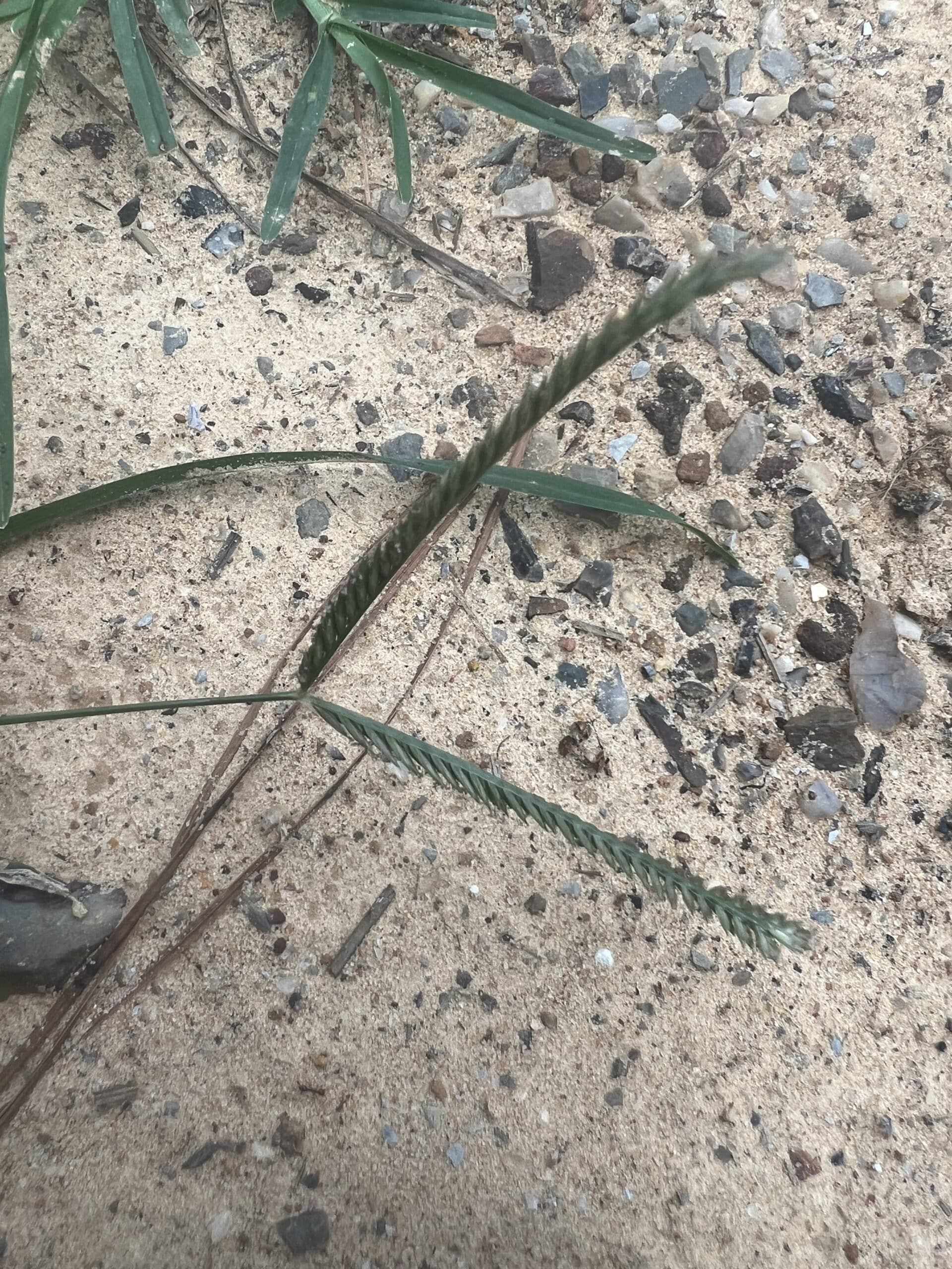 How to identify goose grass. - Advance Lawn Care